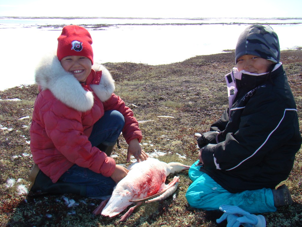 Goose monitoring to restore Inuit food sovereignty | StraightUpNorth.ca